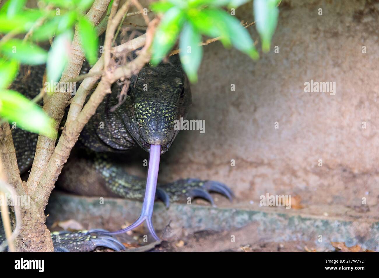 Water monitor lizard on the concrete bank of the canal. This species of ...