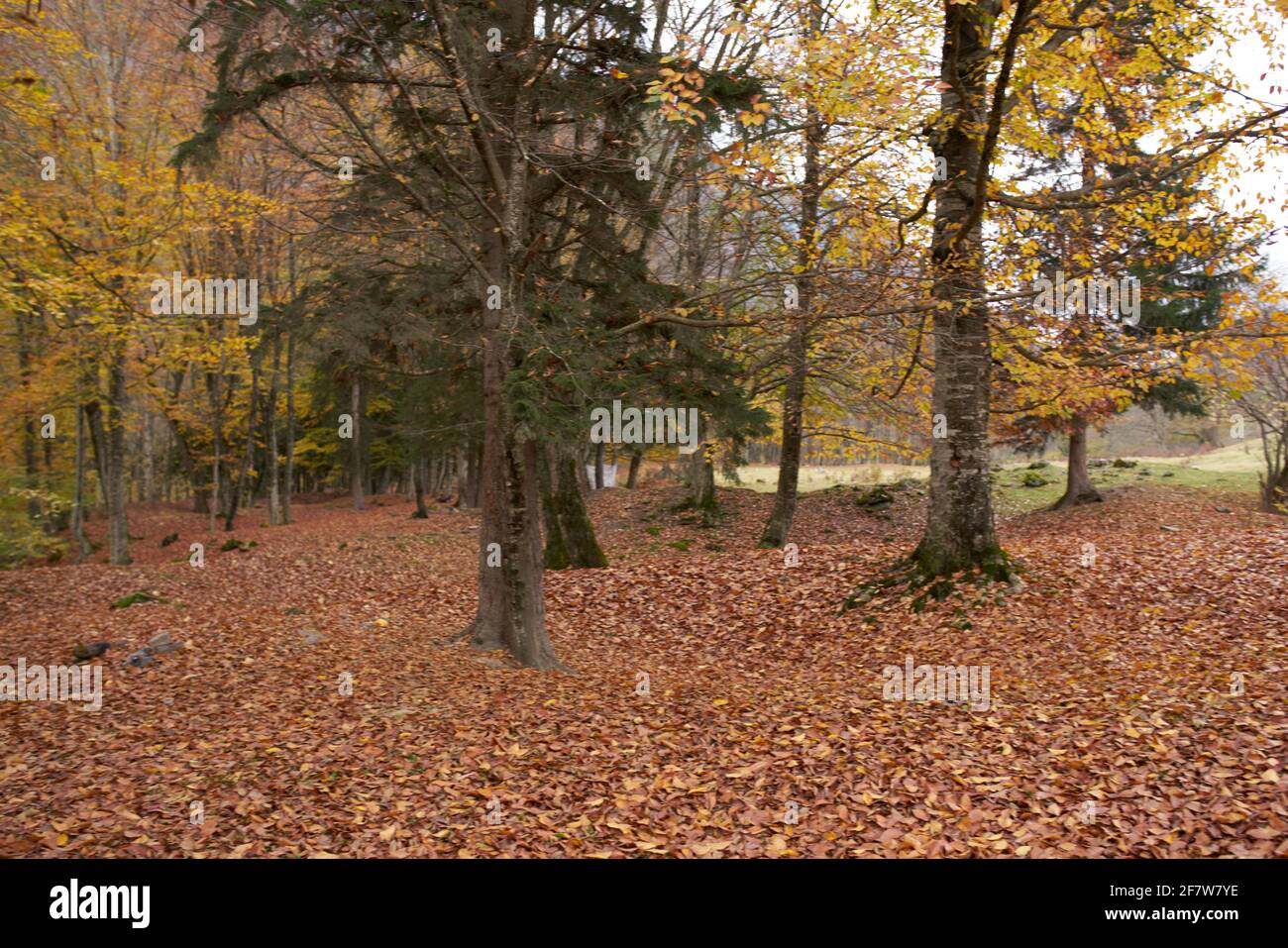 autumn landscape park forest fallen leaves tall trees fresh air Stock ...