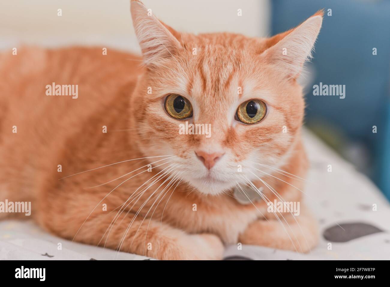 Relaxed cute ginger cat looking at camera Stock Photo - Alamy