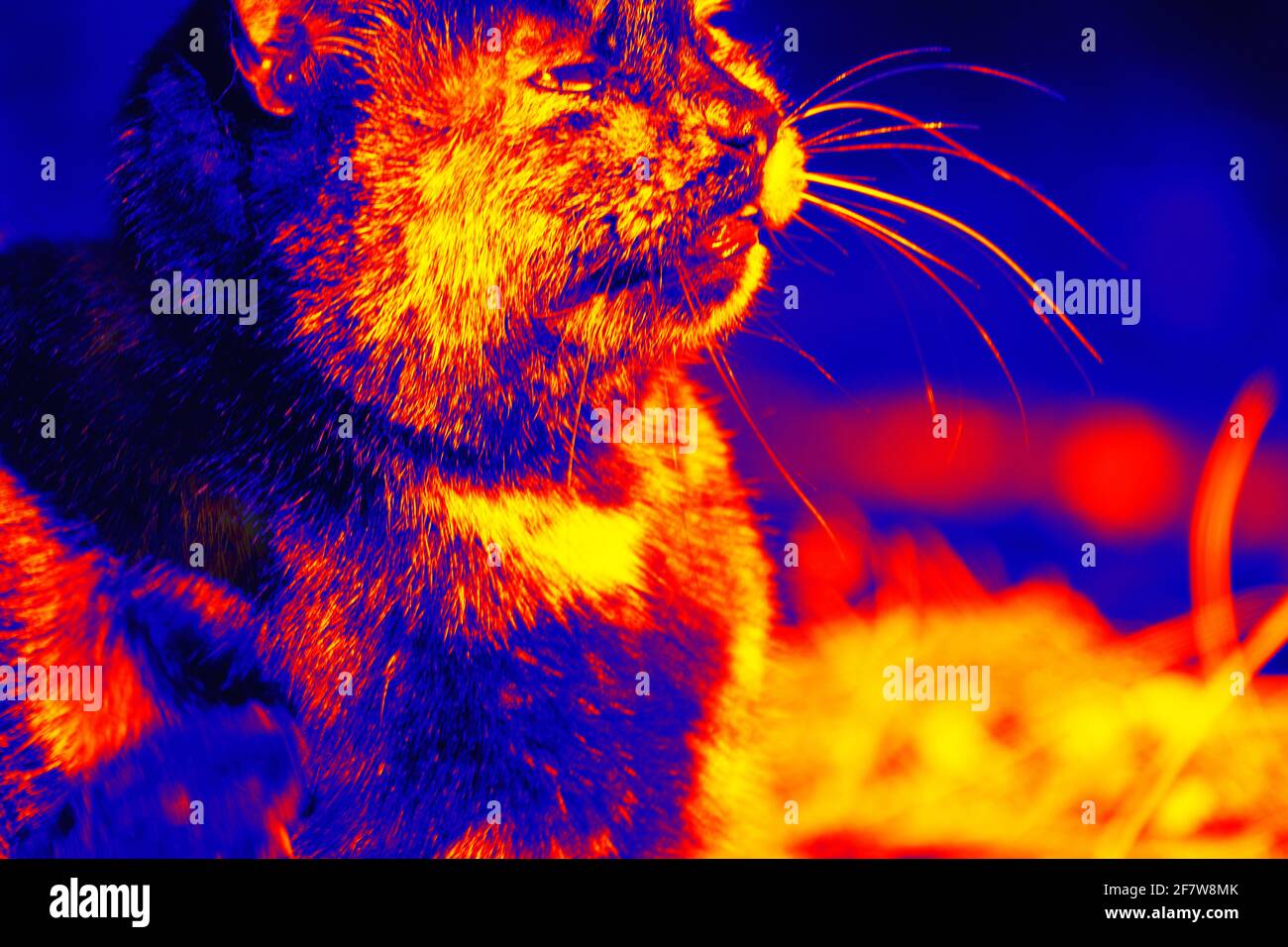 Portraits of cat. Scanning the animal's body temperature with a thermal ...