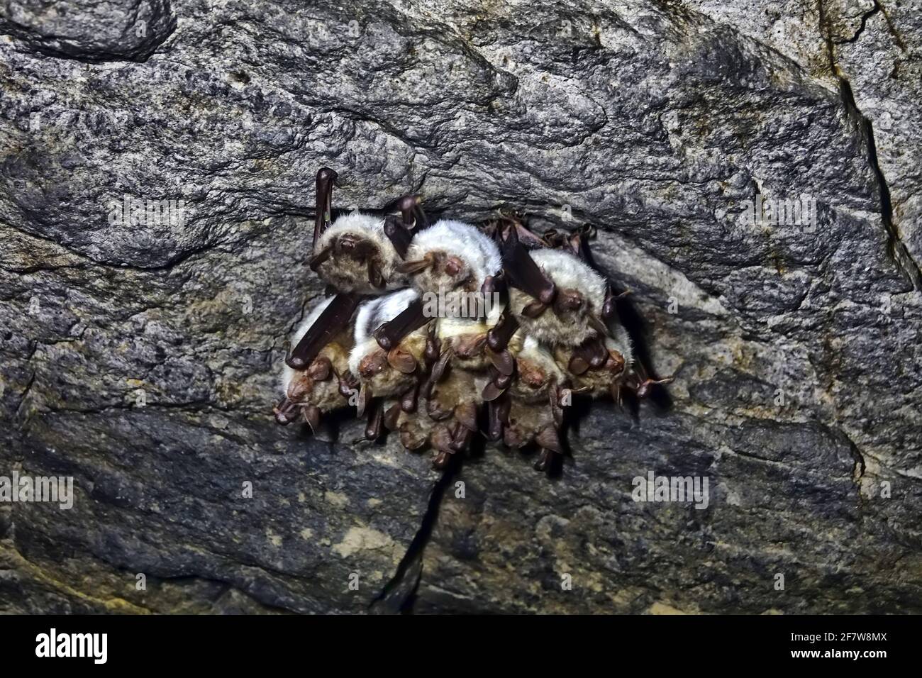 Lesser mouse-eared bat (Myotis blythii) in an artificial cave, North ...