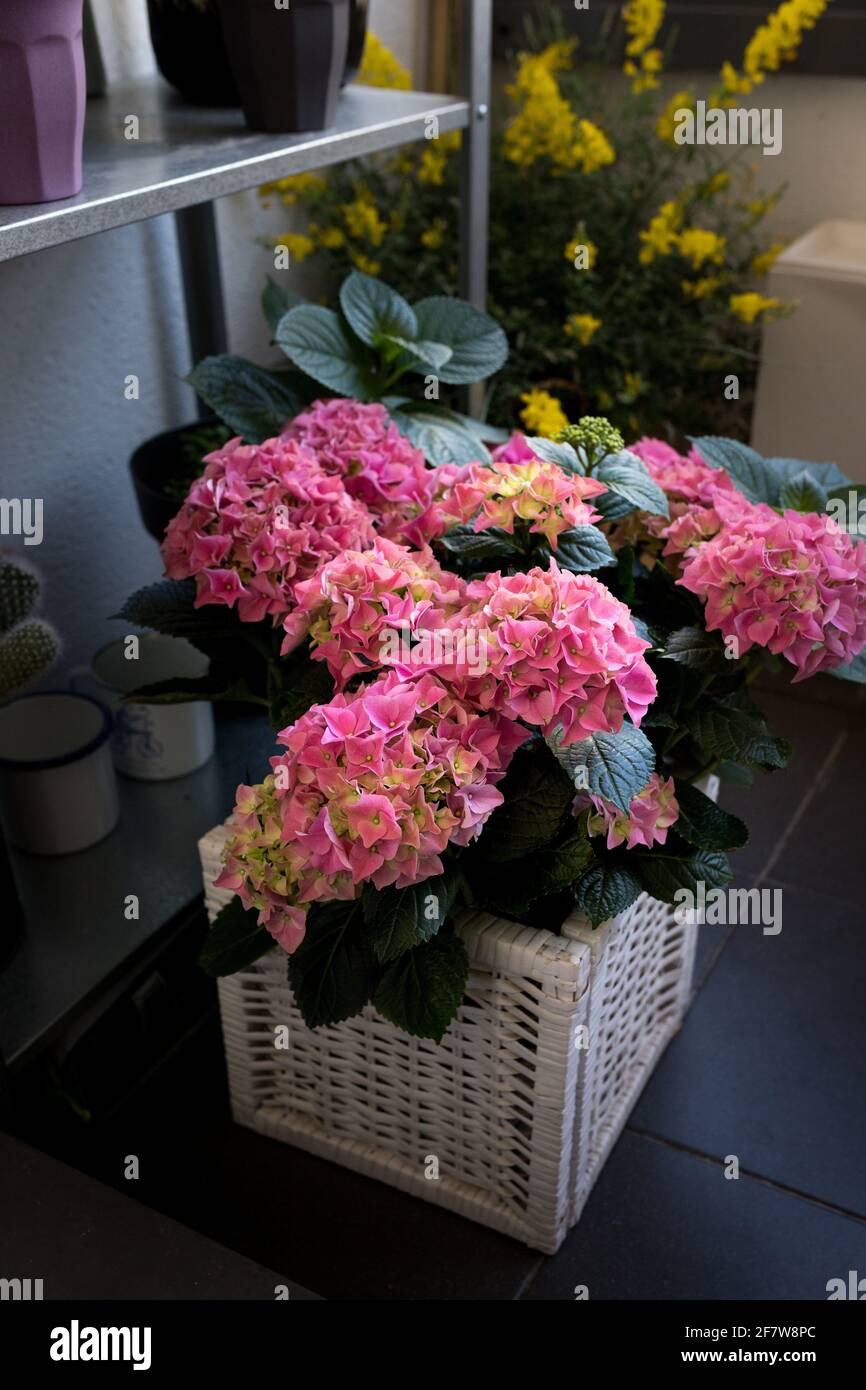 Beautiful pink hydrangea plant potted in a wicker basket in an urban ...