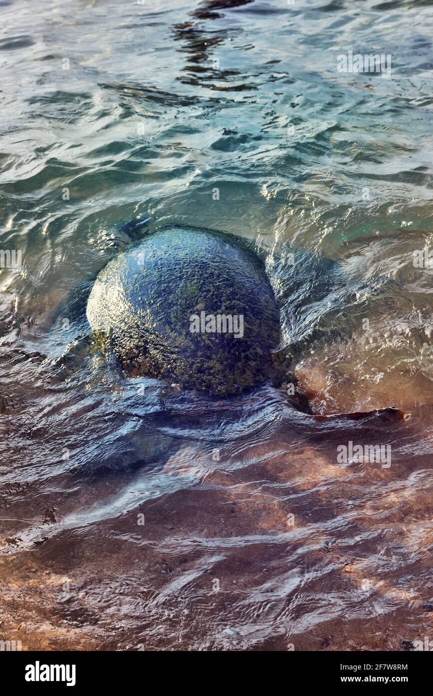 Sea turtle with a large shell in the shallow waters of the Laccadive ...