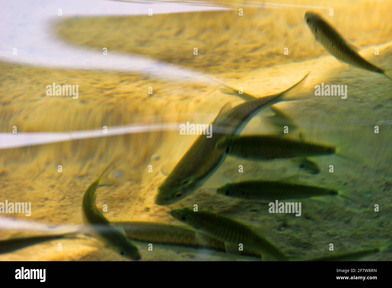 A school of small fish feeds on insects from the surface of the pond ...