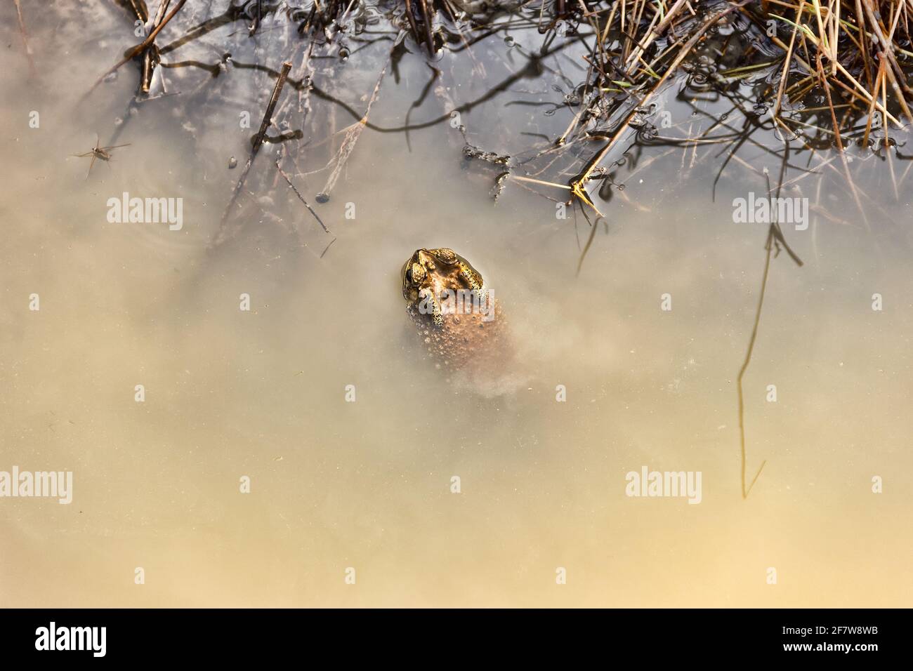 Asian common toad (Bufo melanostictus) as a common animal species of ...
