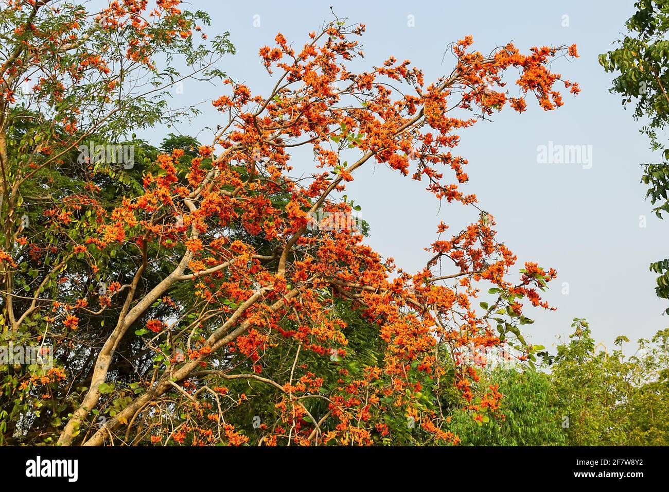 Butea frondosa is a popular traditional Indian medicinal tree. Flame of ...