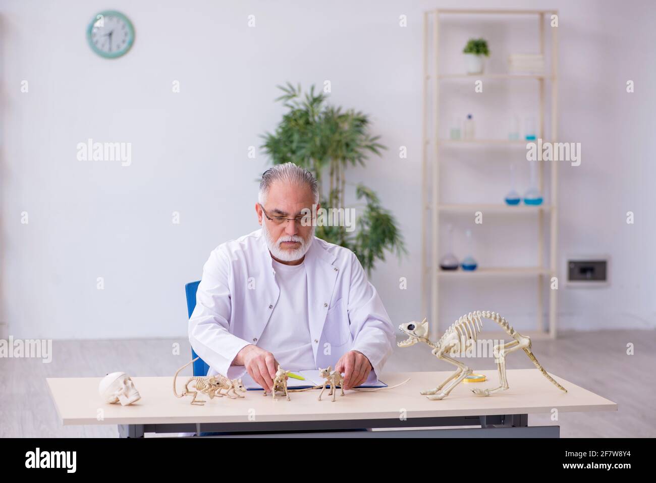 Old paleontologist examining ancient animals at lab Stock Photo - Alamy