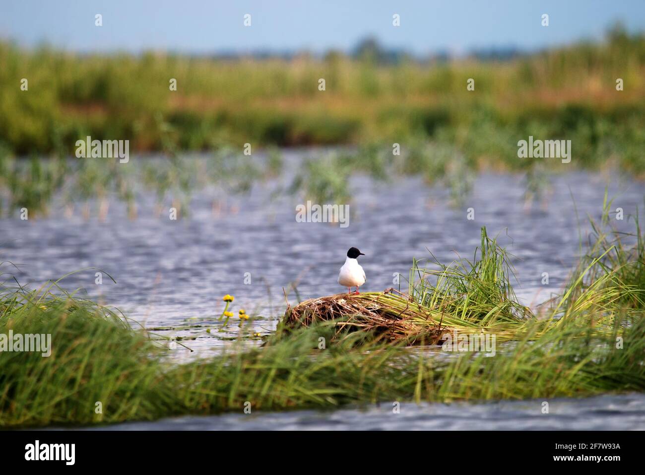 Little Gulls (Larus minutus) set near the nest in the nest habitat ...