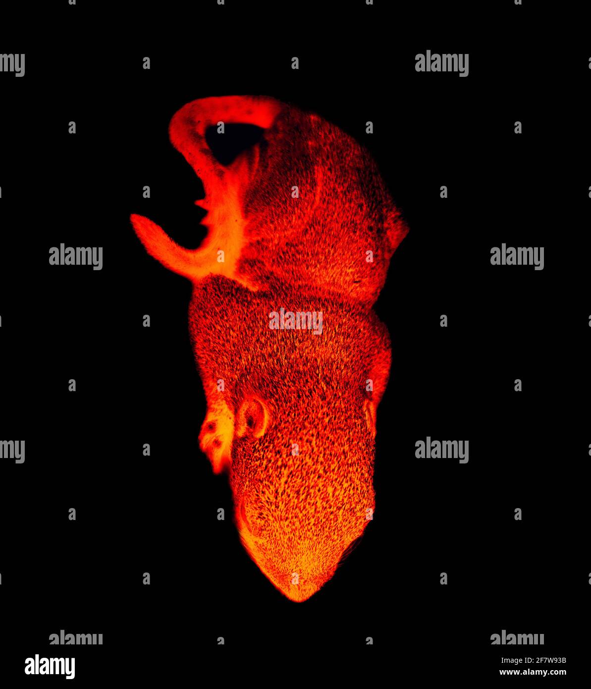 Baby palm squirrel (top view Stock Photo - Alamy