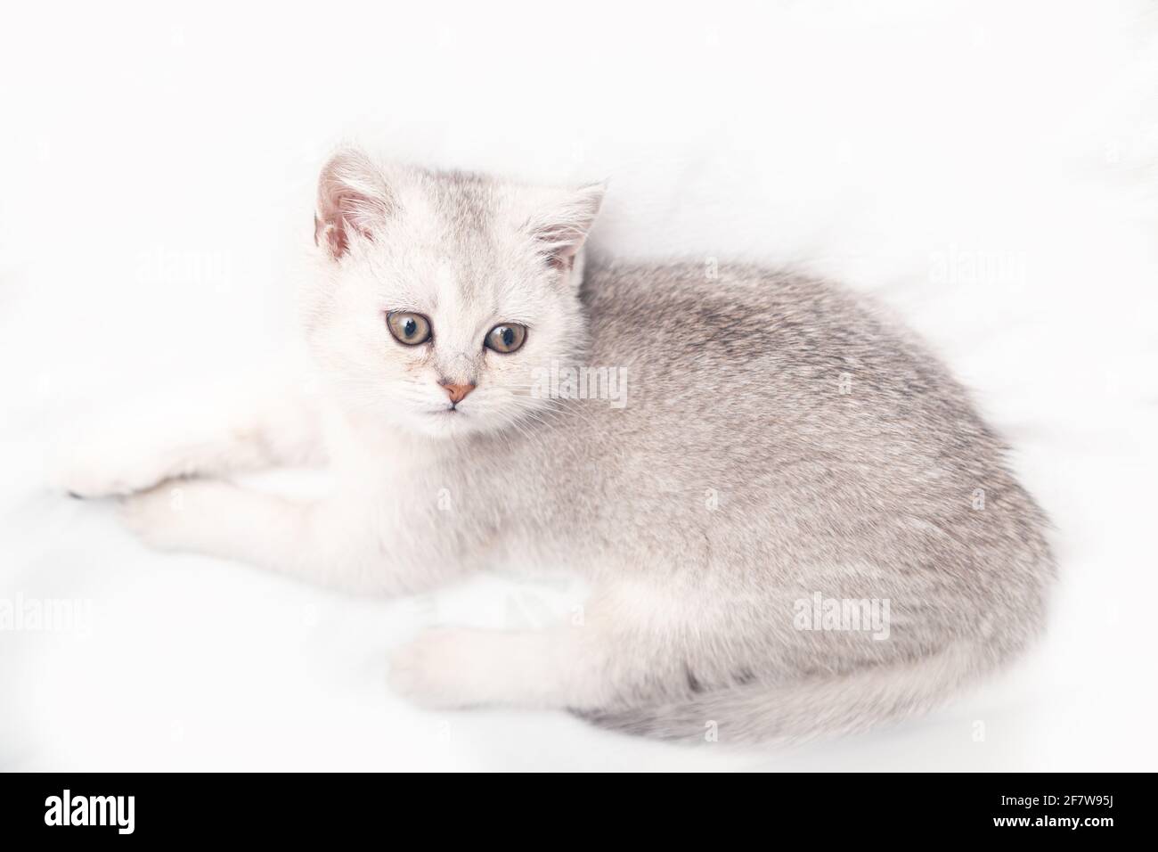 Small white British kitten on a white blanket. Funny curious pet. Copy ...