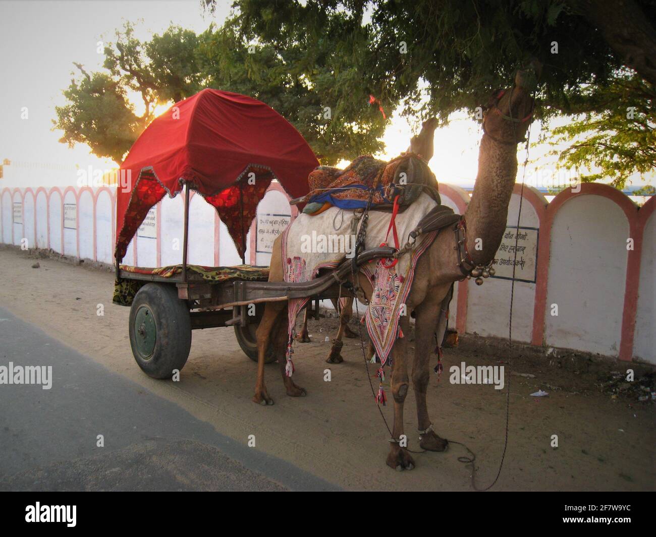 Camel taxi ready to go in Jaipur, India Stock Photo - Alamy
