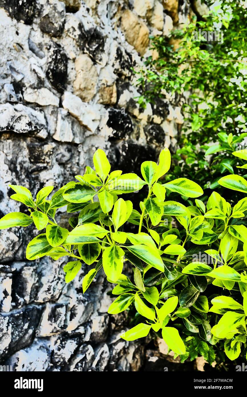 Medieval defense wall, digitally filtered picture, Viviers, Ardeche ...