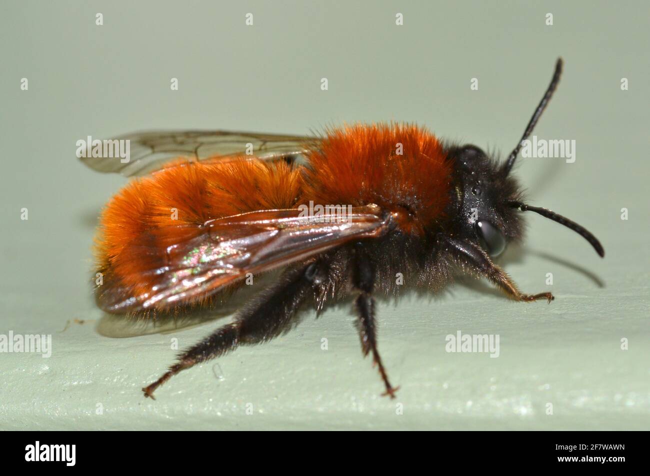 Adrena hi-res stock photography and images - Alamy