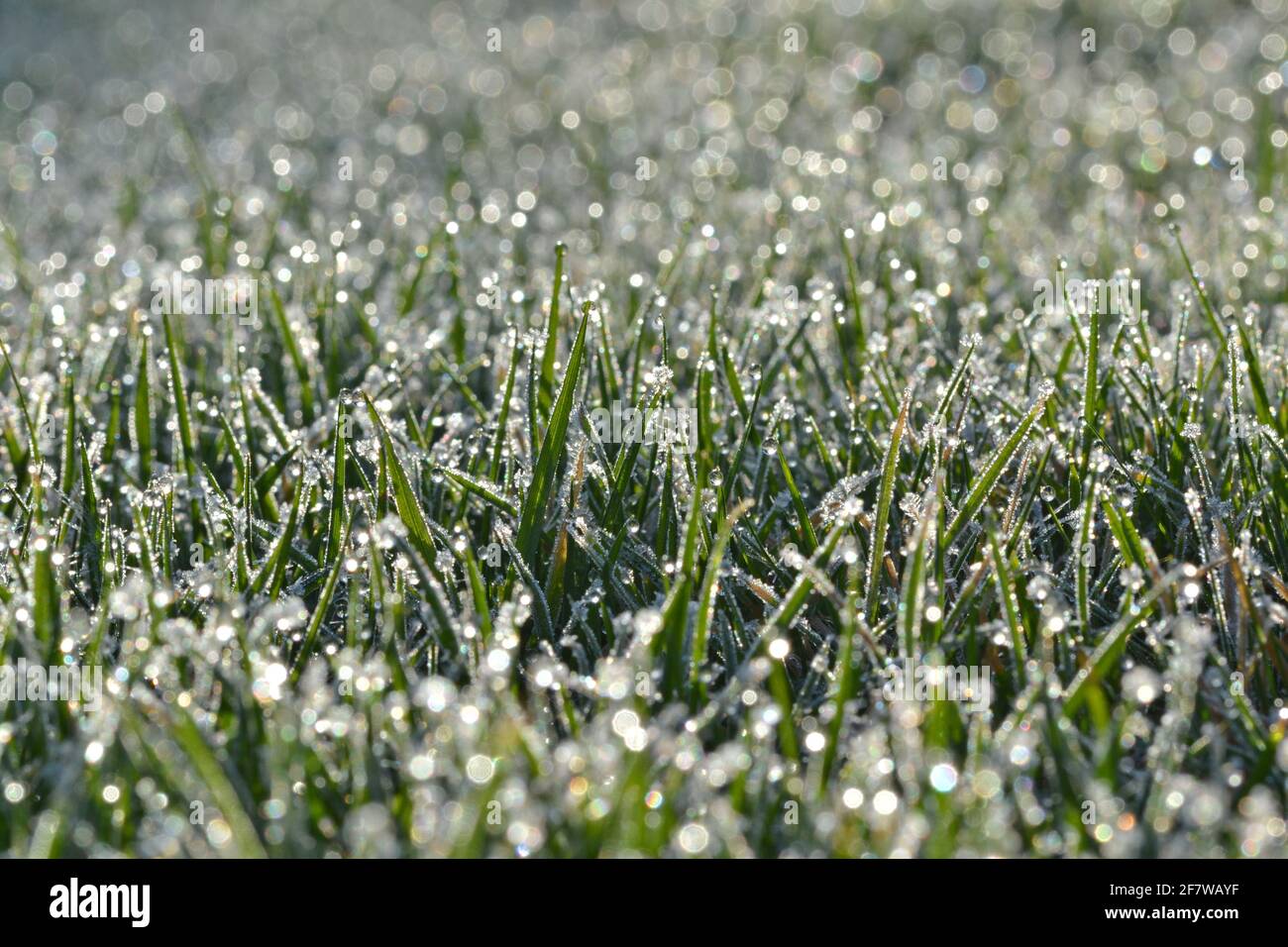Morning dew on grass Stock Photo - Alamy