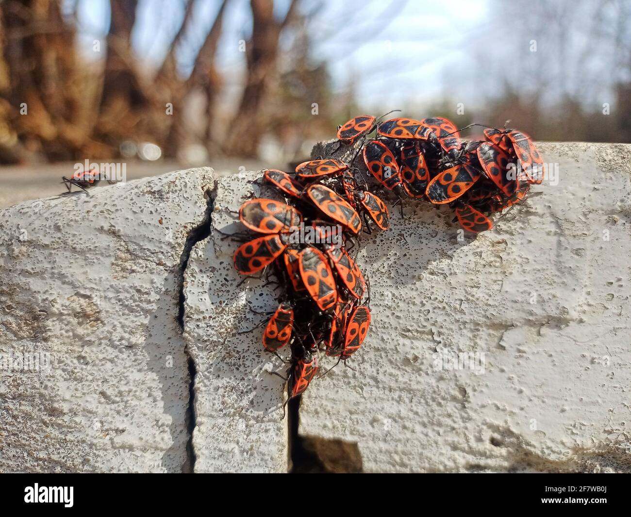 Red beetles in a flock bask in the sun. Insects crawl out into the sun ...
