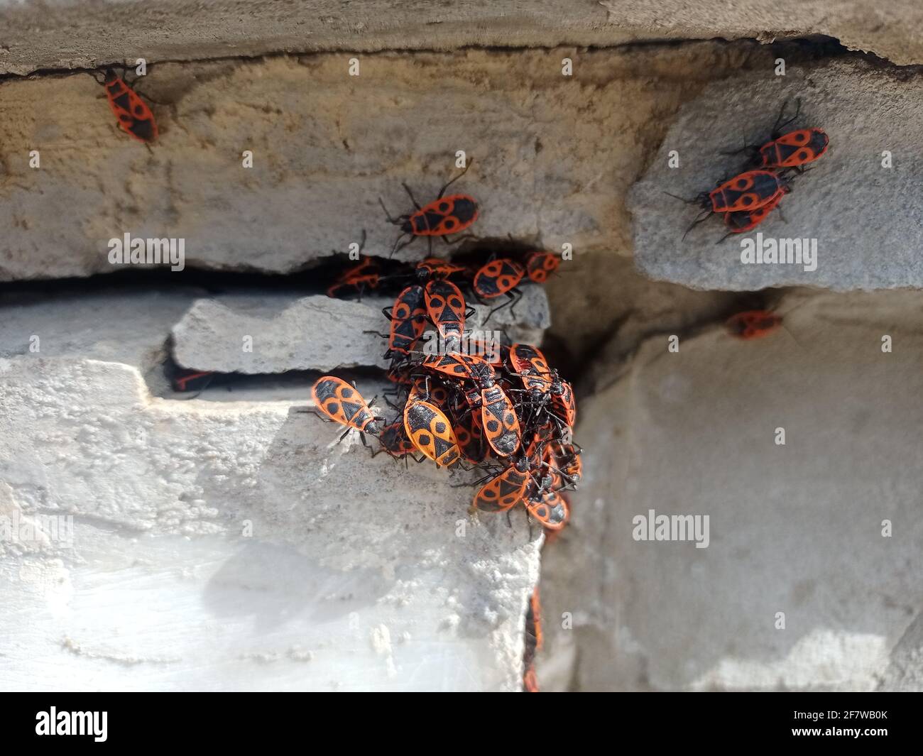 Fall Beetles High Resolution Stock Photography and Images - Alamy