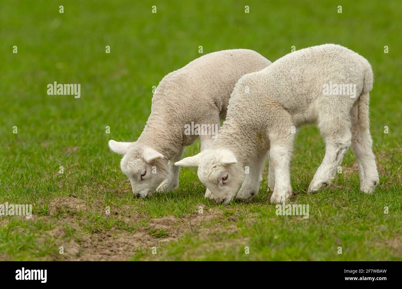 Lambs in Springtime. Close up of two twin lambs grazing side by side in ...
