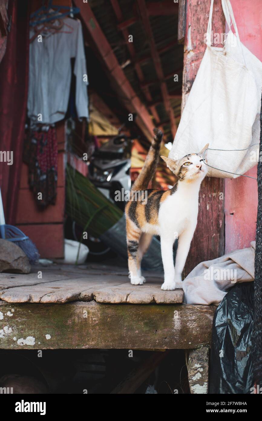 Vertical shot of a cute cat standing on an entrance of a traditional ...