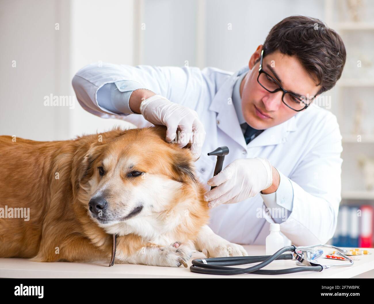 The doctor examining golden retriever dog in vet clinic Stock Photo - Alamy