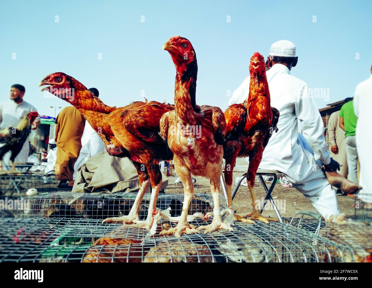 Chicken for sale in market hi-res stock photography and images - Alamy