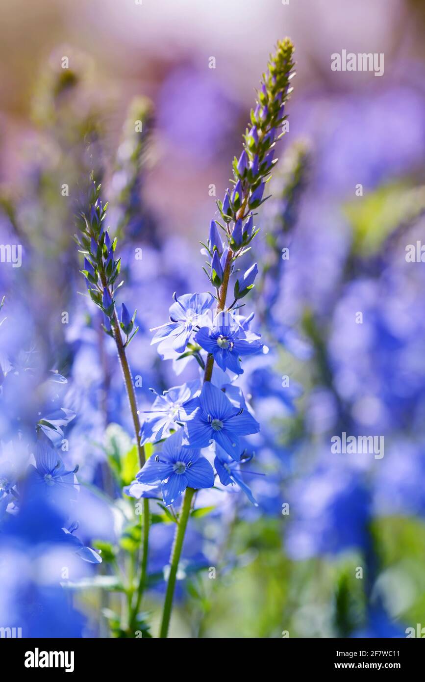 Veronica speedwell hi-res stock photography and images - Alamy
