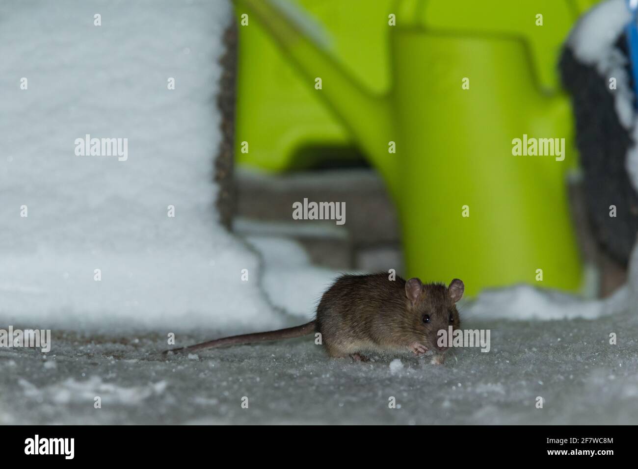 Brown rat (Rattus norvegicus) overwintering in a garden, urban Finland ...