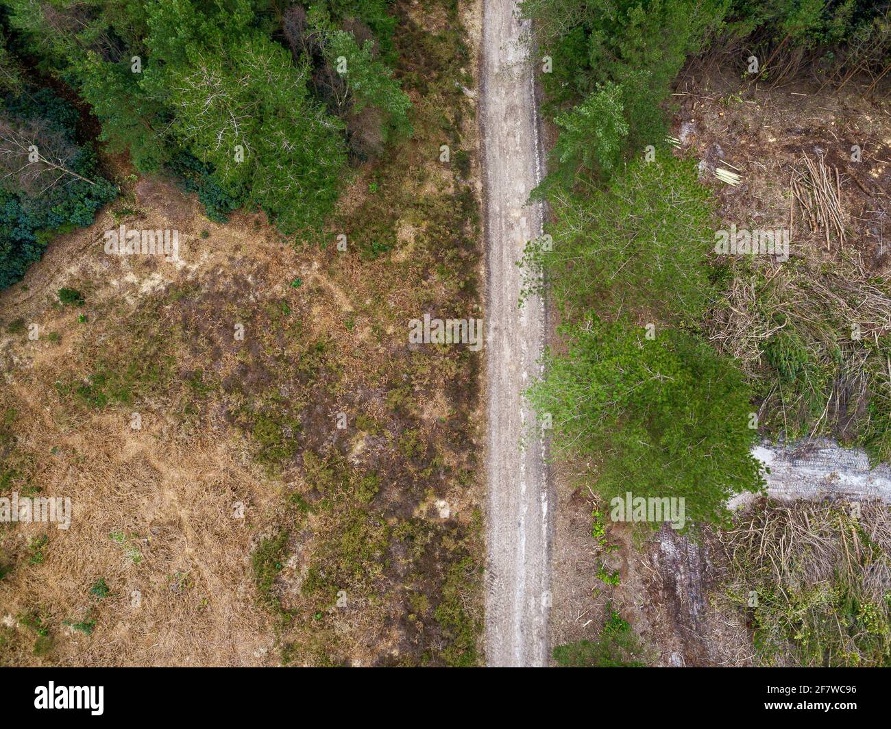 Aerial top view of the Puddletown Forest in Dorset, UK Stock Photo - Alamy