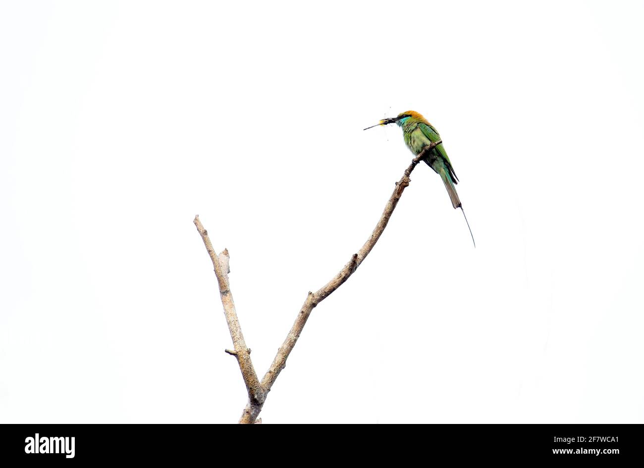 Bee eater Cut Out Stock Images & Pictures - Alamy
