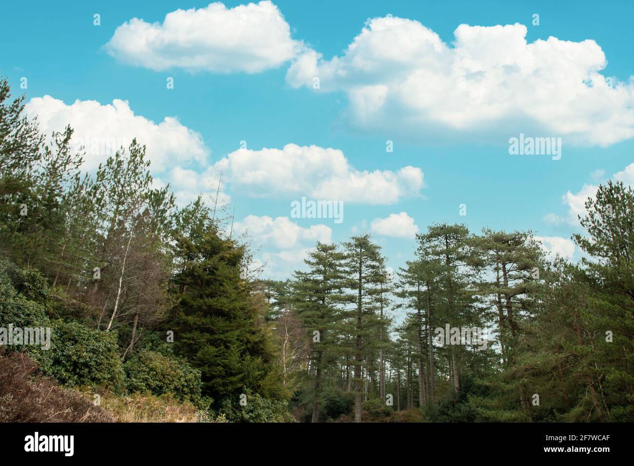 Puddletown forest hi-res stock photography and images - Alamy