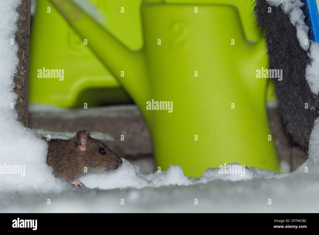Brown rat (Rattus norvegicus) overwintering in a garden, urban Finland ...