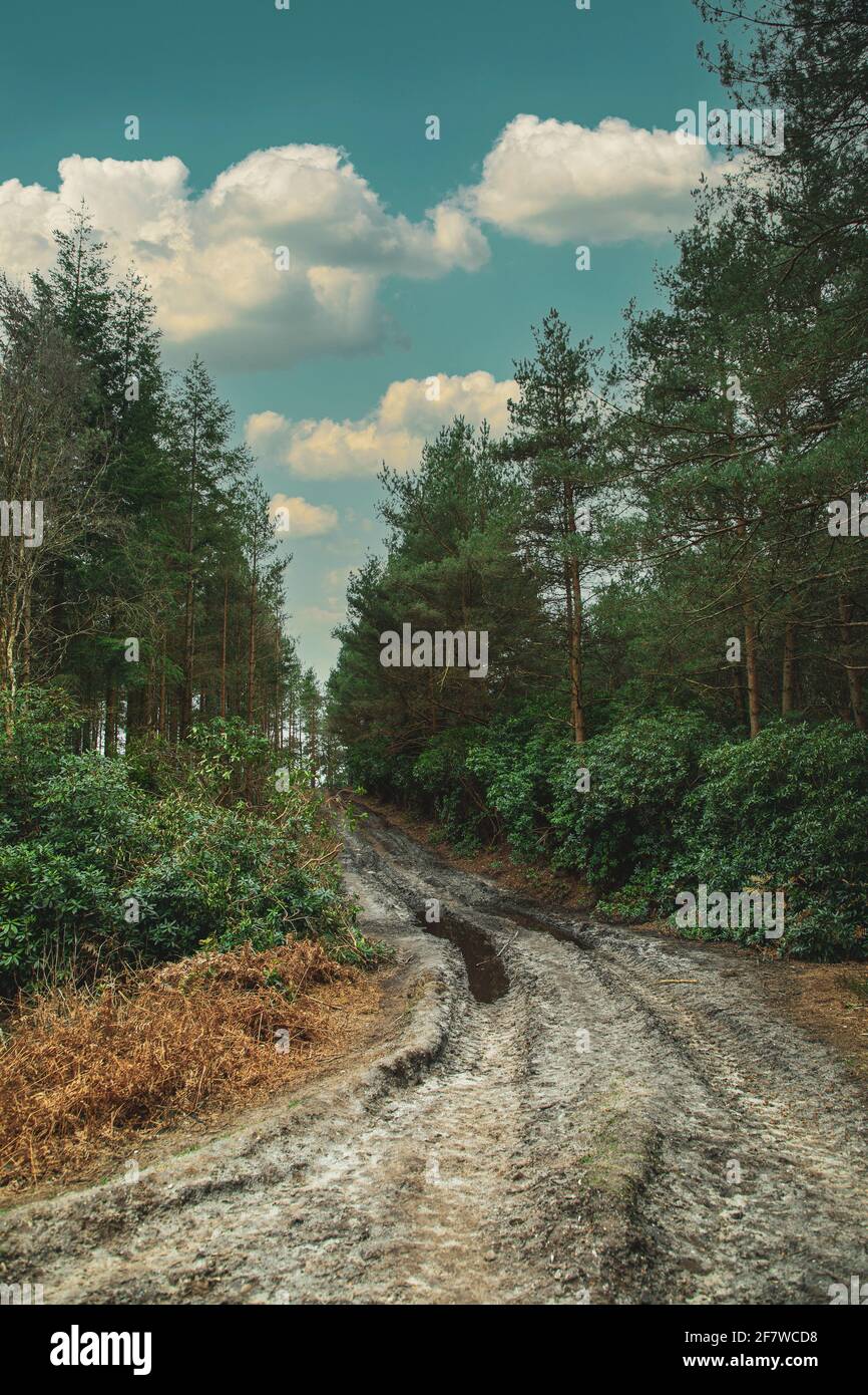 Puddletown forest hi-res stock photography and images - Alamy