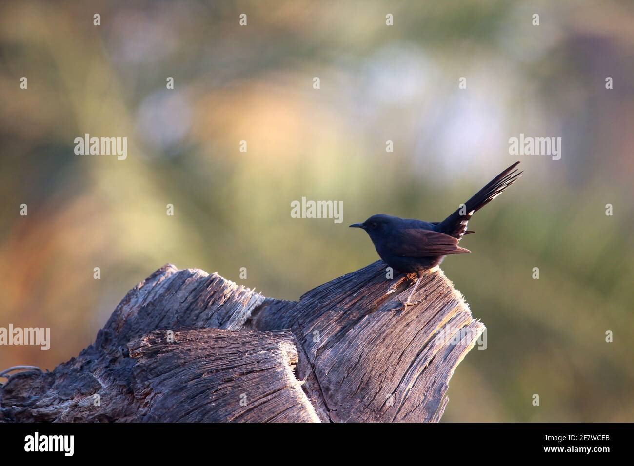 Black Bush Robin High Resolution Stock Photography and Images - Alamy