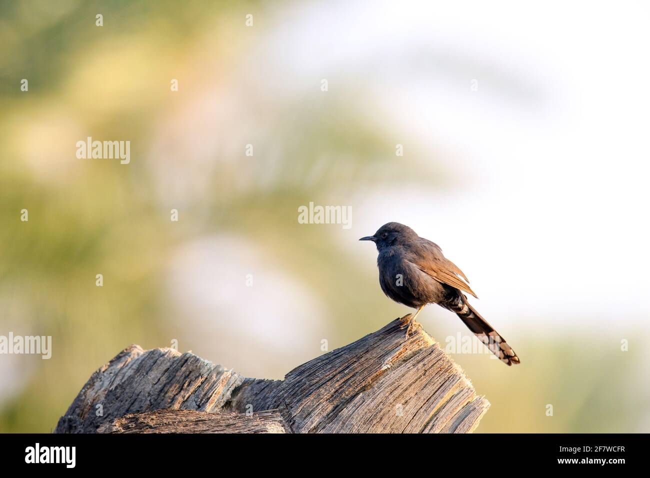 Black Bush Robin bird Stock Photo - Alamy