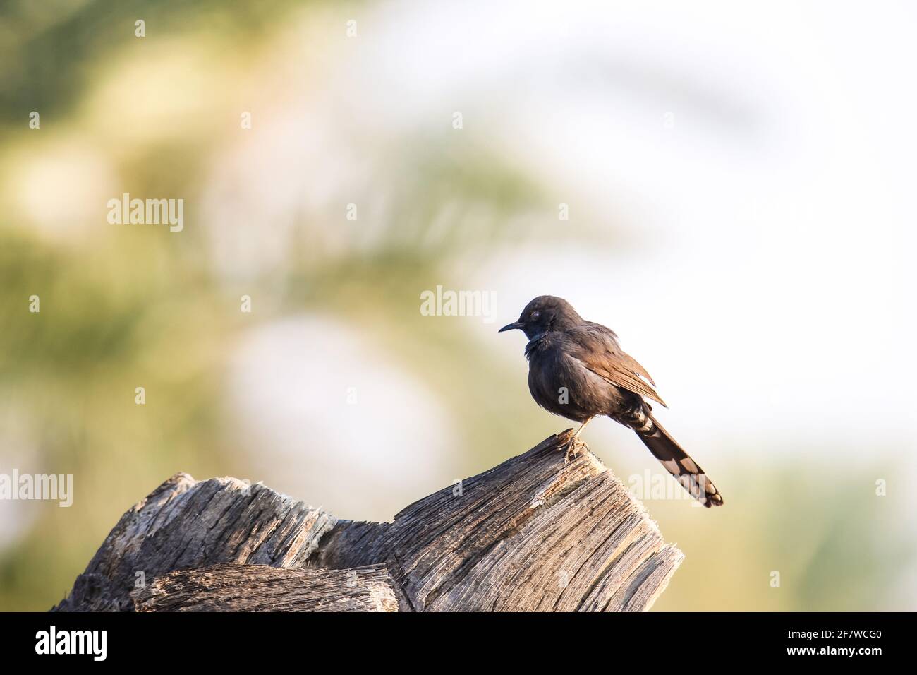 Black Bush Robin bird Stock Photo - Alamy