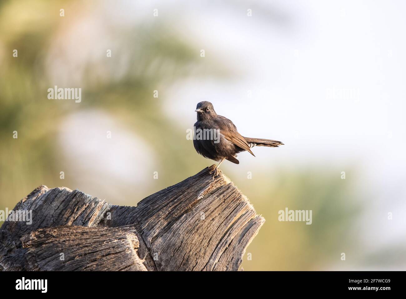 Black Bush Robin bird Stock Photo - Alamy
