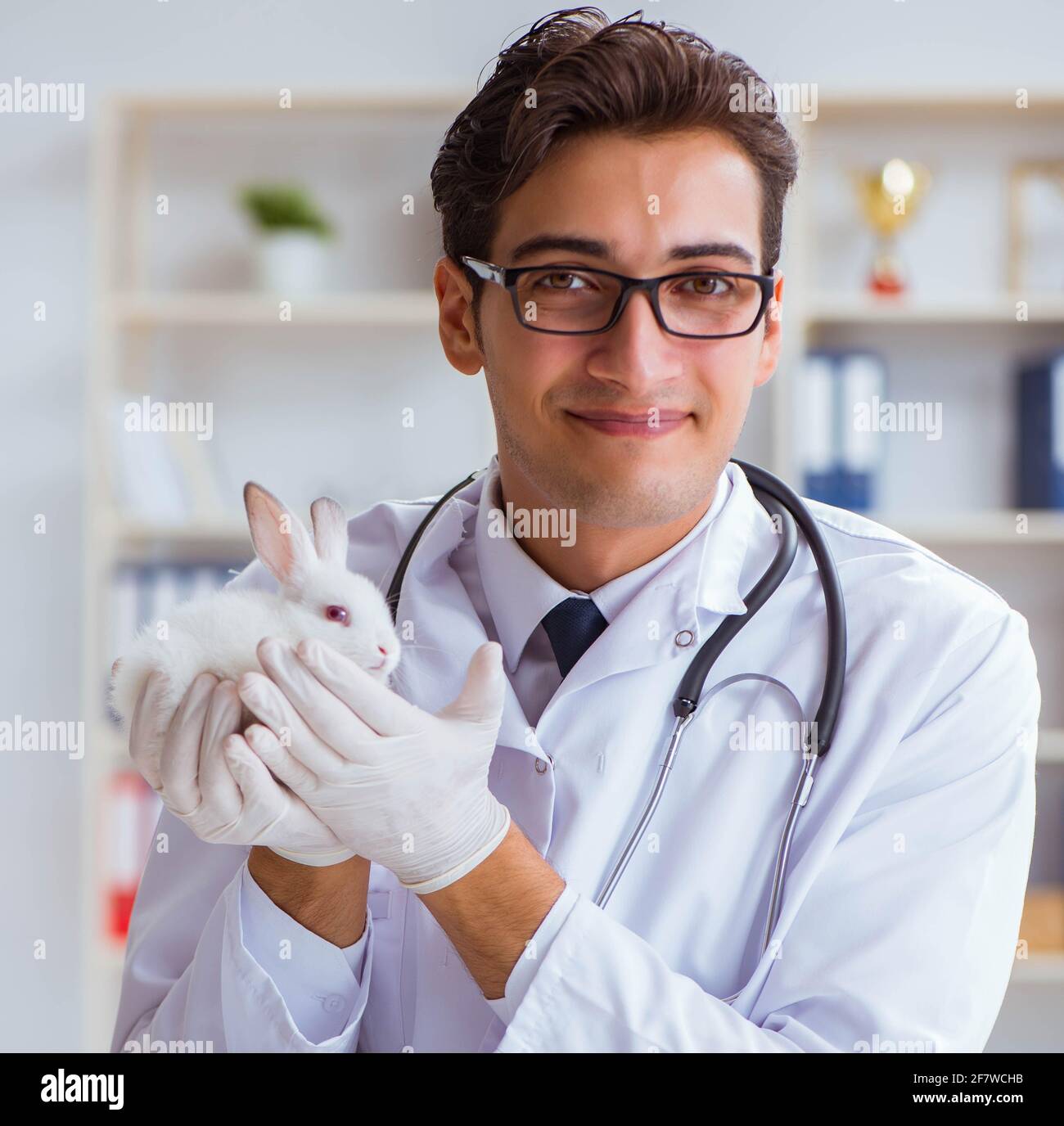 The vet doctor examining rabbit in pet hospital Stock Photo - Alamy