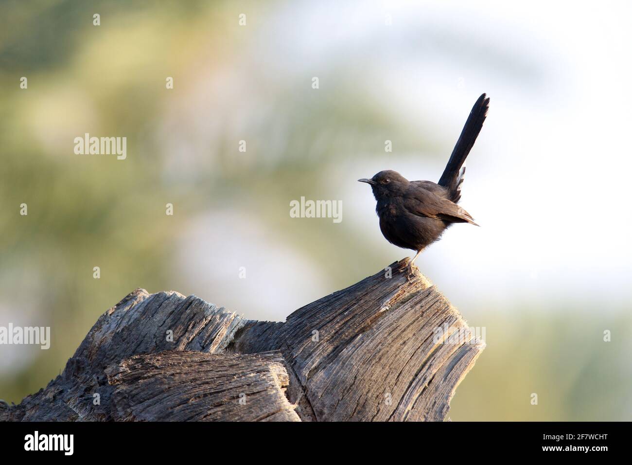 Black Bush Robin bird Stock Photo - Alamy