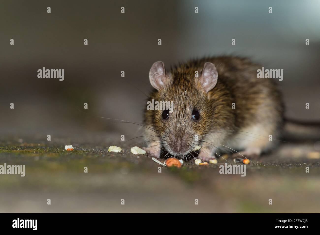 Brown rat (Rattus norvegicus) overwintering in a garden, urban Finland ...