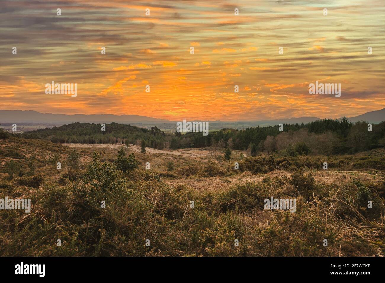Mesmerizing landscape of Puddletown Forest, Dorset, the UK during the ...