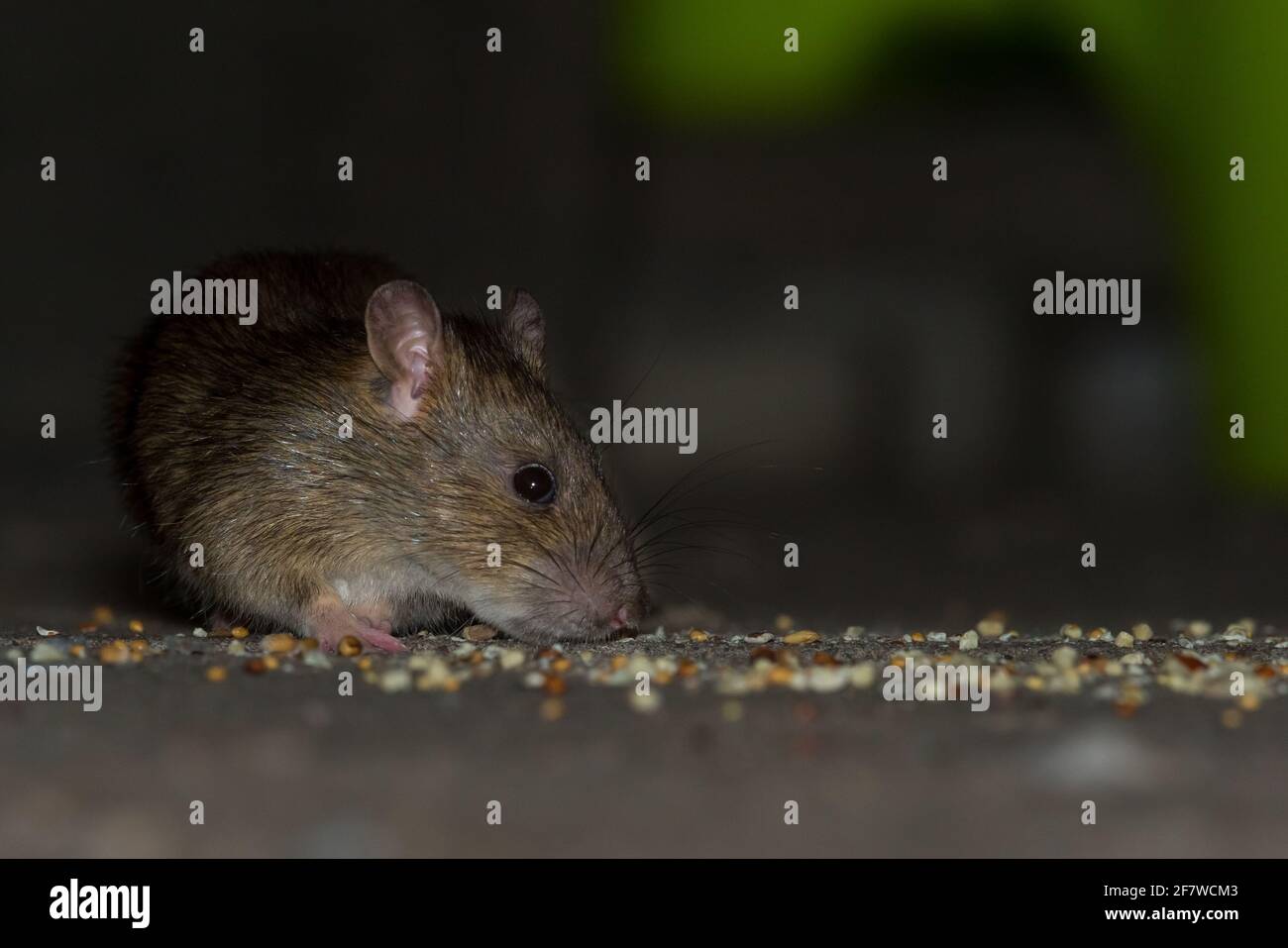 Brown rat (Rattus norvegicus) overwintering in a garden, urban Finland ...