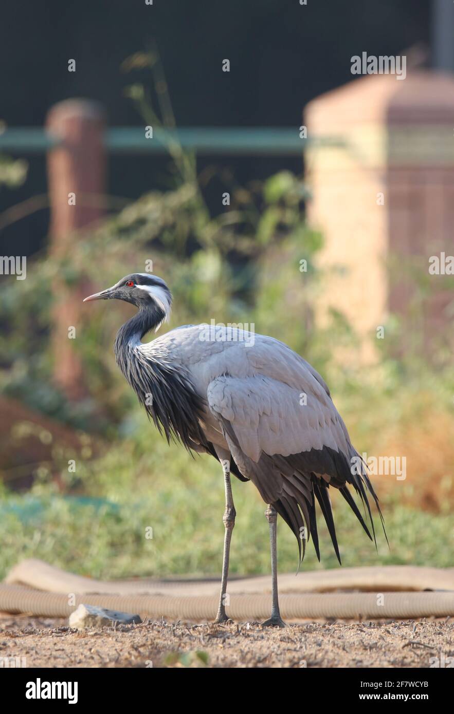 Siberian crane beak hi-res stock photography and images - Alamy