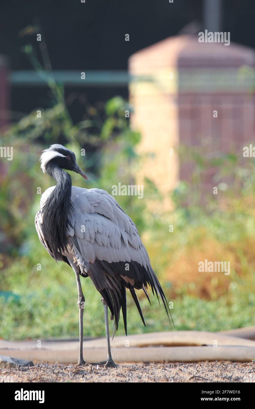Siberian crane beak hi-res stock photography and images - Alamy