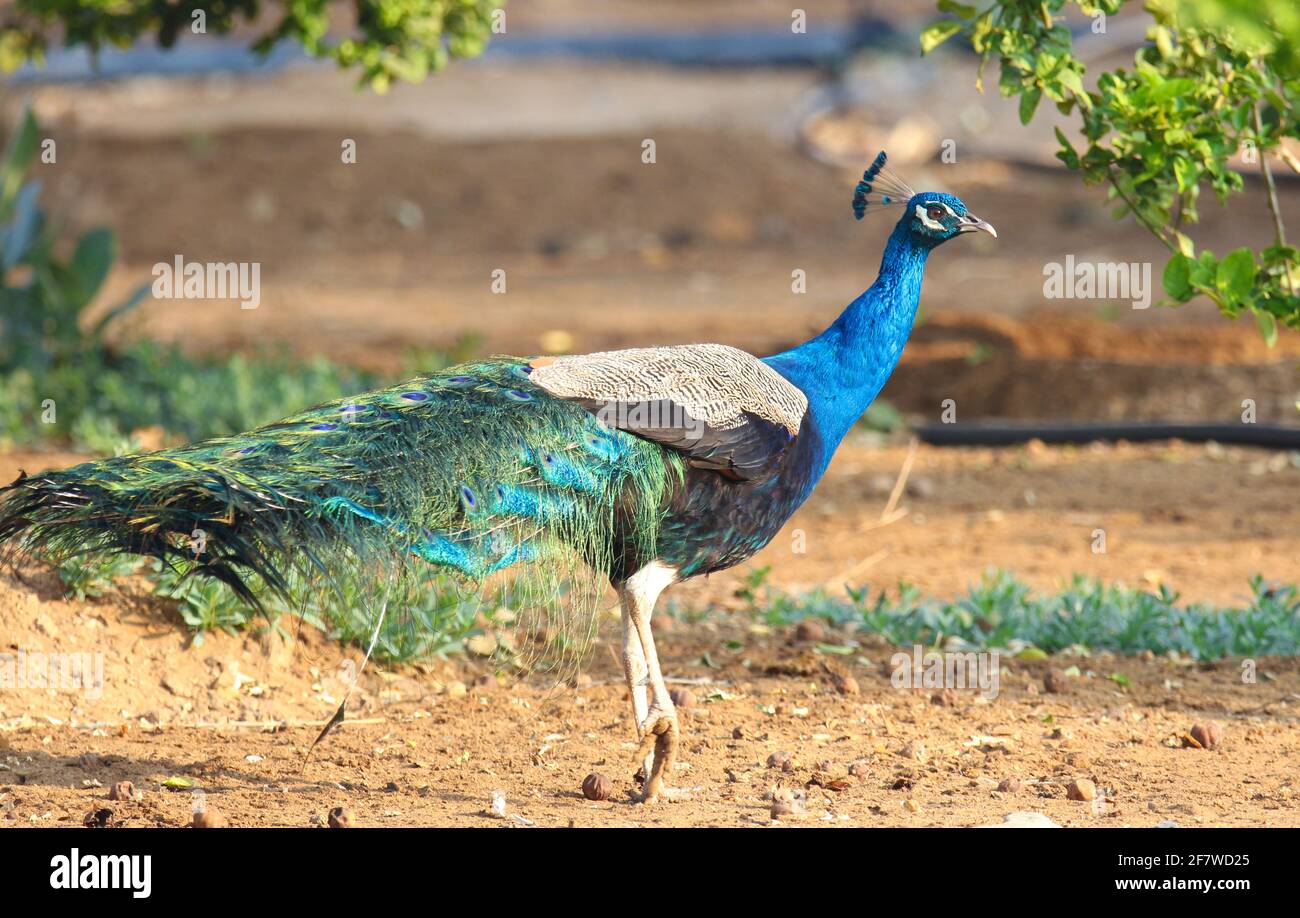 Indian peafowl, peacock Stock Photo - Alamy