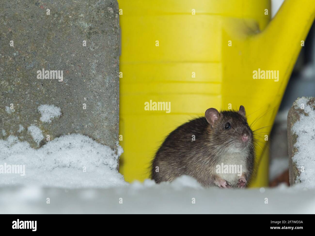 Brown rat (Rattus norvegicus) overwintering in a garden, urban Finland ...
