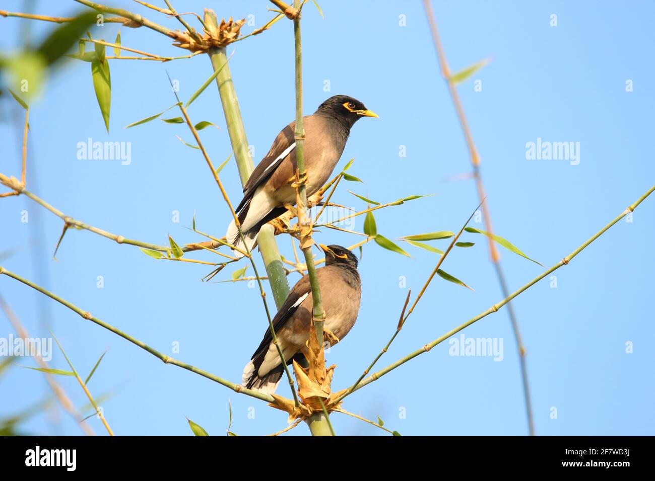 Myna isolated hi-res stock photography and images - Alamy