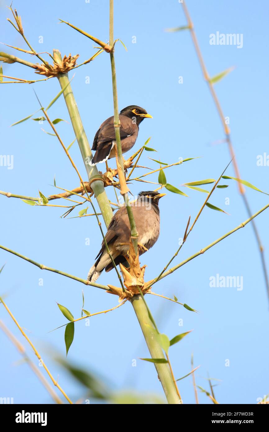 Mynah isolated hi-res stock photography and images - Alamy