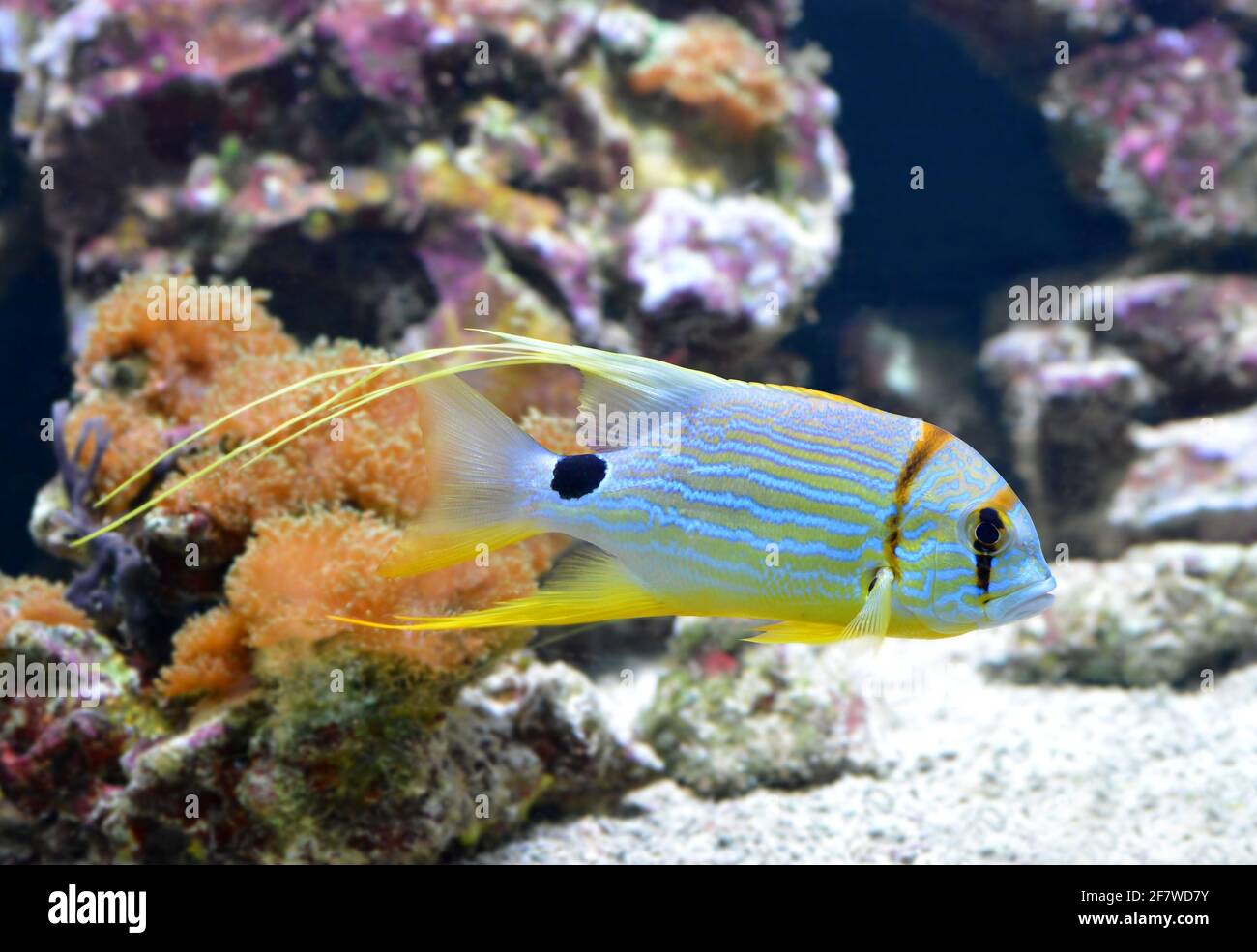 The sailfin snapper or blue-lined sea bream ( Symphorichtys Spilurus ...