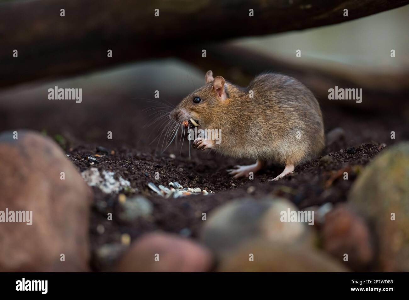Brown rat (Rattus norvegicus) overwintering in a garden, urban Finland ...
