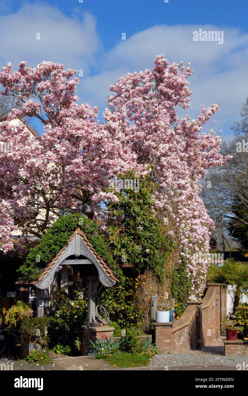 Magnificent Magnolia tree in early spring Stock Photo - Alamy