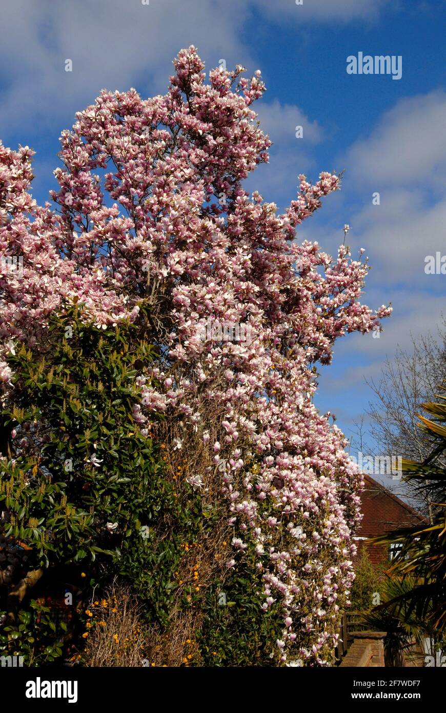 English suburban garden tree in spring hi-res stock photography and ...